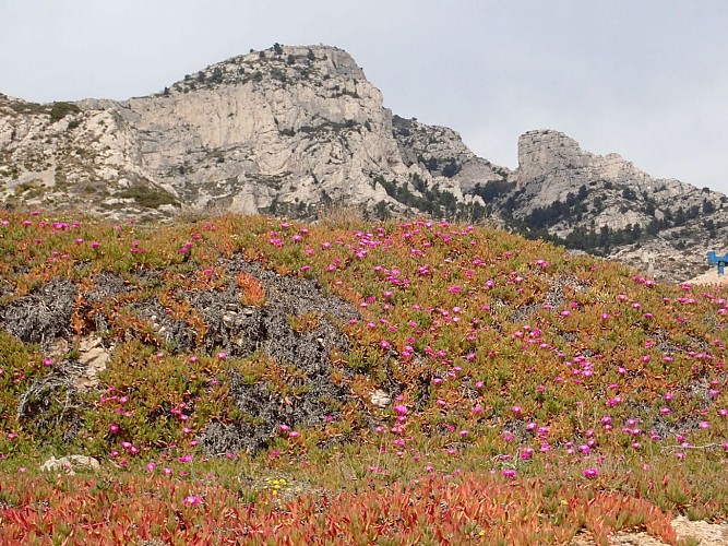 COL DE SORMIOU - COURTIOU -PLATEAU HOMME MORT - CALANQUE MARSEILLEVEYRE ...