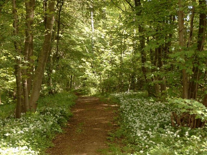 Hombourg : Walk of Hindel - Route walk - Plombières | Cirkwi