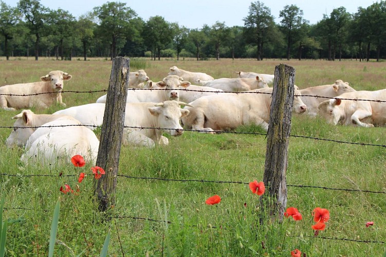 Sentier Les Picards par la Côte Rouge - Route walk - Bellegarde-en ...