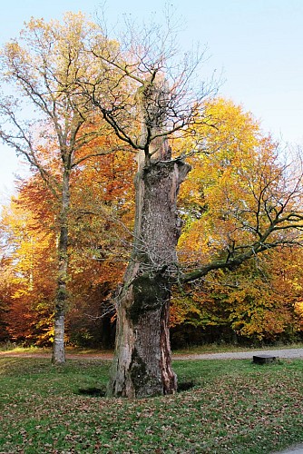 Route walk - Rustige wandeling in Heinstert - Attert