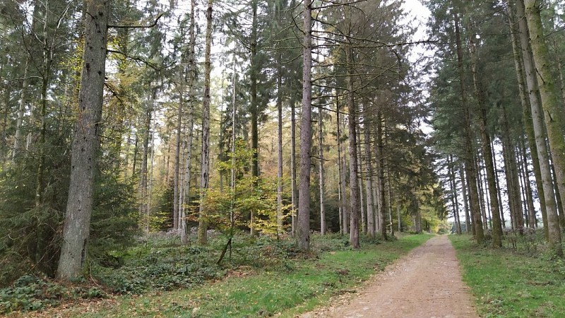 Maissin : Derrière Homont - Route wandelen - Libin | Cirkwi
