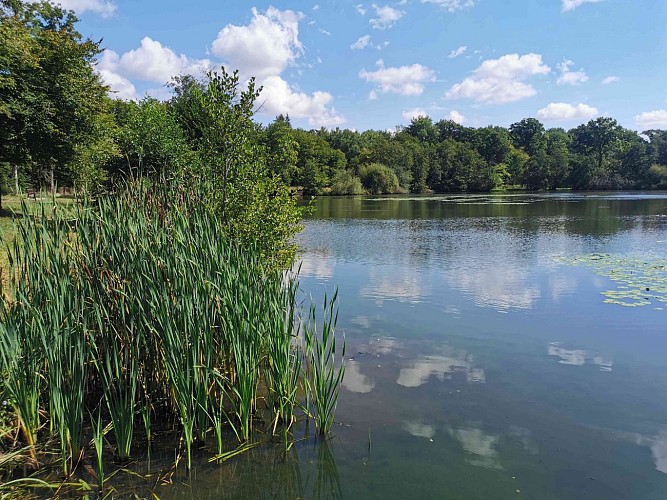 Boucle vers les étangs et fontaine de Saint-Ange à Bussy-en-othe ...