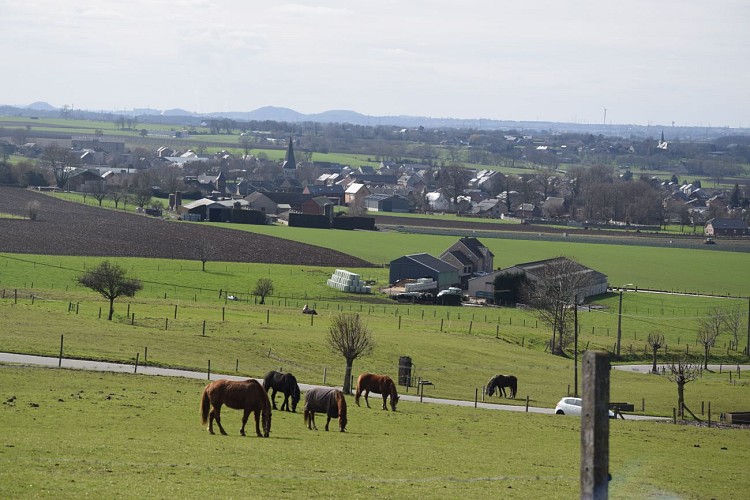 Promenade 14 - Dalhem - Parcours marche - Dalhem | Cirkwi