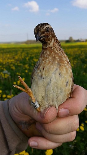 Sur les Chemins du Périgord - A l'affut de la faune sauvage de ...