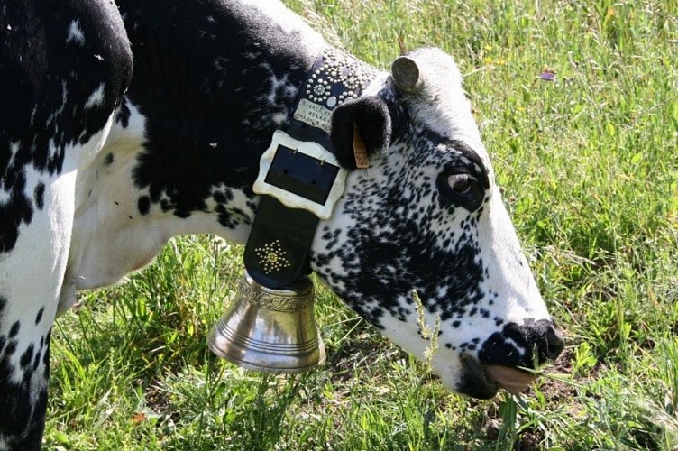 Circuit : le Grand Ballon, plus haut sommet des Vosges - Parcours ...
