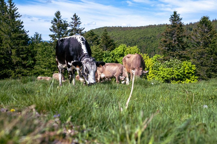 Circuit rando H18 : Le chemin de croix vers Stampoumont - Parcours ...