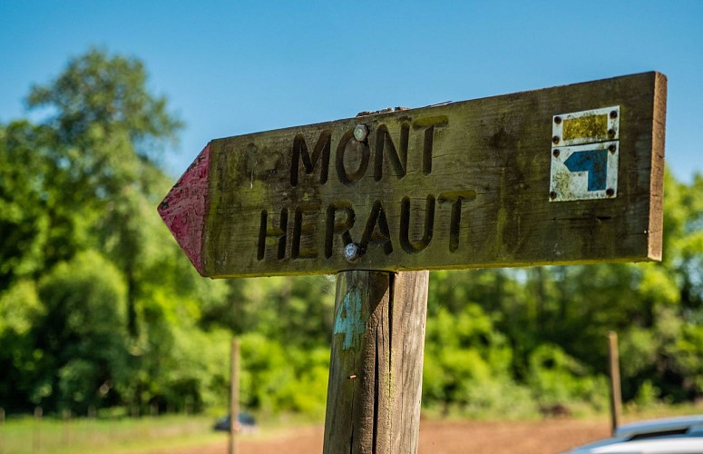 Le Mont Héraut - Parcours marche - Coucy-les-eppes | Cirkwi