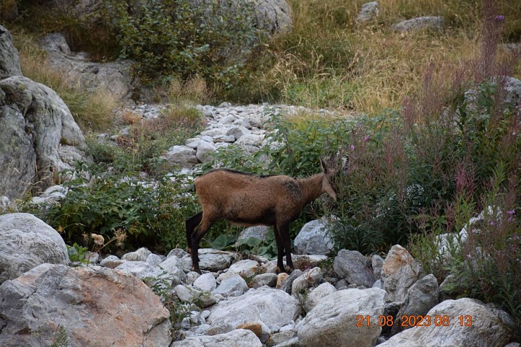 refuge de Nice Mercantour - Parcours marche - Belvedere | Cirkwi