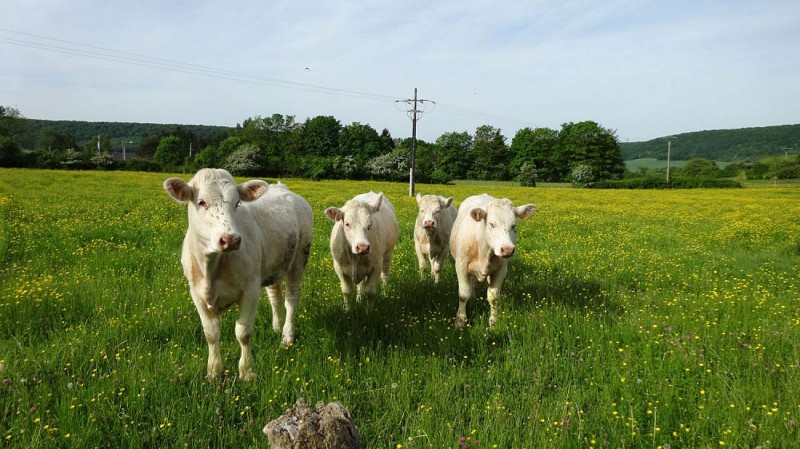 GR654 - Châteauneuf val de Bargis - Raveau - Parcours marche ...