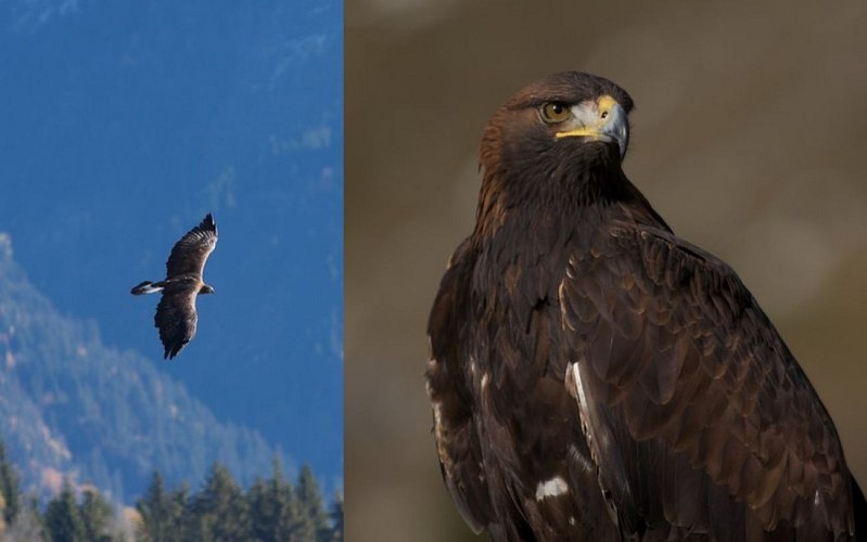 Point d'intérêt naturel - L’Aigle royal, tout un symbole - Saint ... Point d'intérêt naturel - L’Aigle royal, tout un symbole - Saint ...