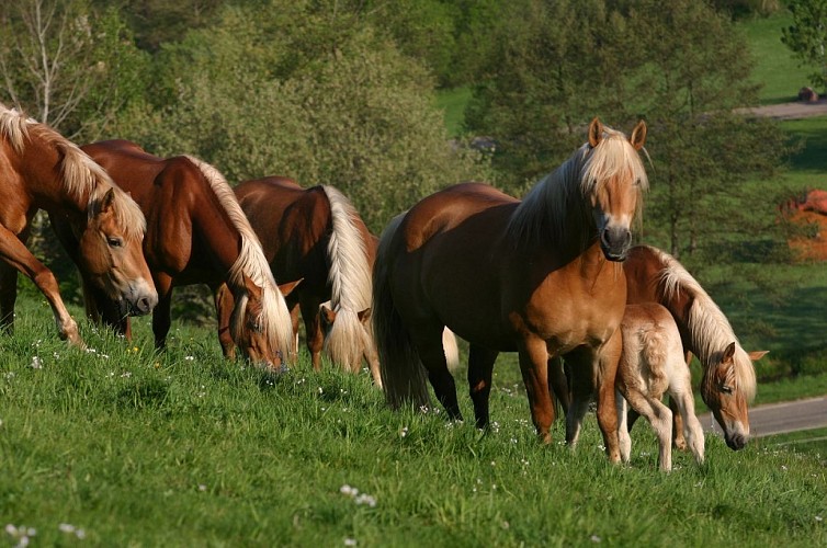 Craftpersons - La Voie Lactée - la jumenterie et ses produits de beauté ...
