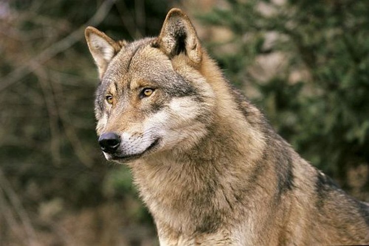 Point d'intérêt naturel - Le loup (Canis lupus) - Saint-martin-vesubie