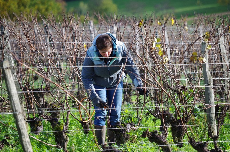 Autres - Initiez-vous au métier du vigneron ! - Lugny