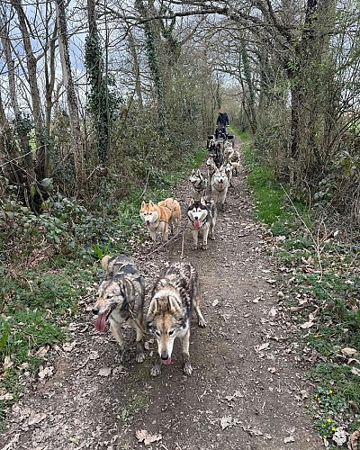 Autres - Formule balade découverte en chien de traineau - Cani-tout ...