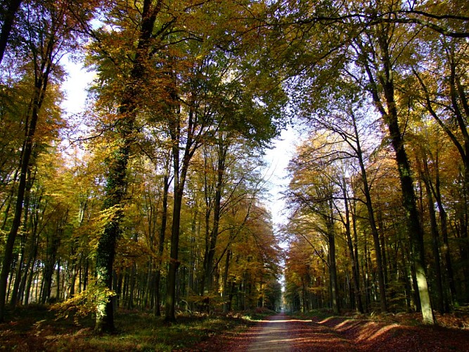 Point d'intérêt naturel - Forêt domaniale de la Londe Rouvray - Grand ...