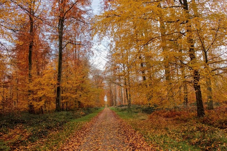 Point d'intérêt naturel - Forêt domaniale de Lyons-la-Forêt - Lyons-la ...