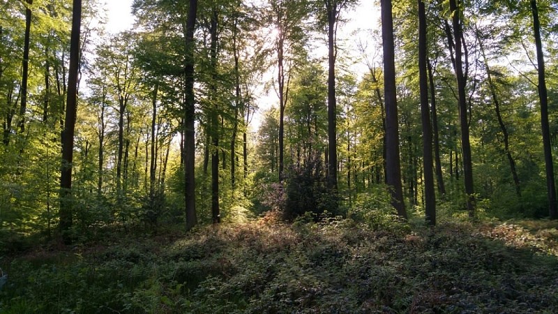 Point d'intérêt naturel - Forêt domaniale de Lyons-la-Forêt - Lyons-la ...