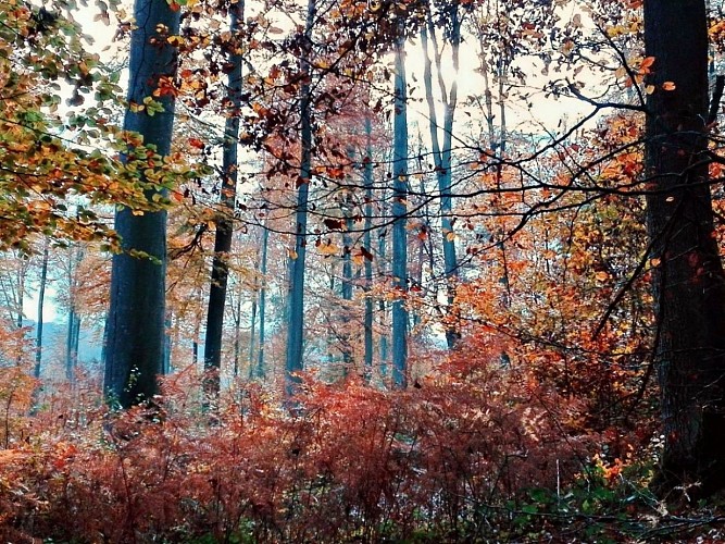 Natuurlijk interessepunt - Forêt domaniale de Lyons-la-Forêt - Lyons-la ...