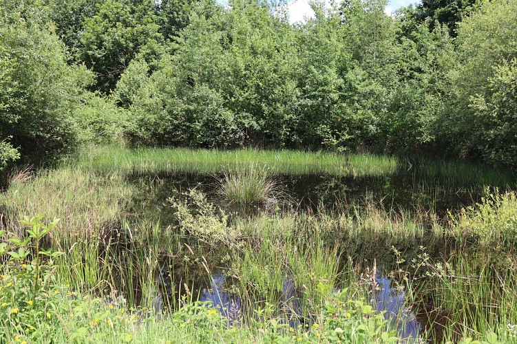 Autres - Balade ONF "Grenouille et Cie" - Jupilles