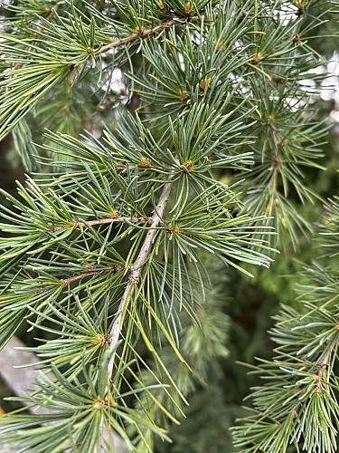 Point d'intérêt naturel - Les conifères - Amay